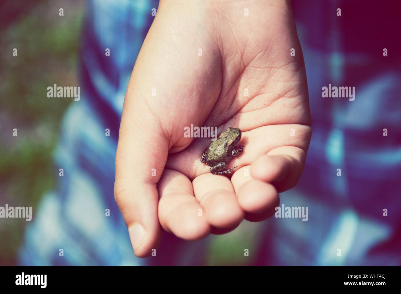 Frog baby hi-res stock photography and images - Alamy