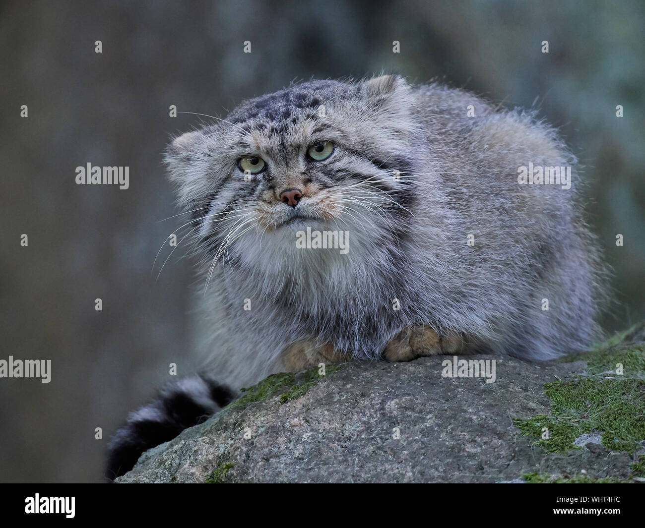 Pallas Cat Hi Res Stock Photography And Images Alamy
