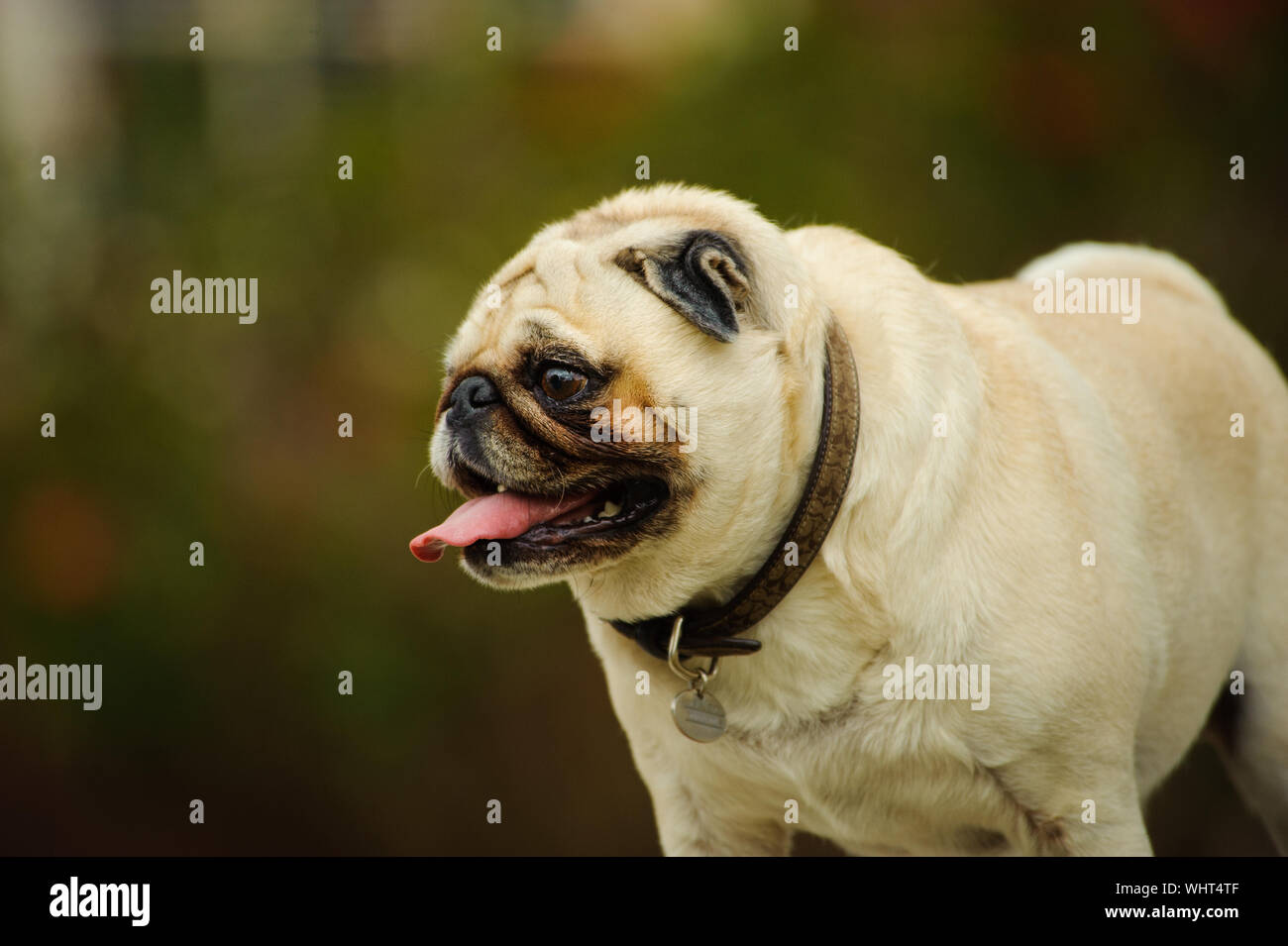 Pug tongue hi-res stock photography and images - Alamy
