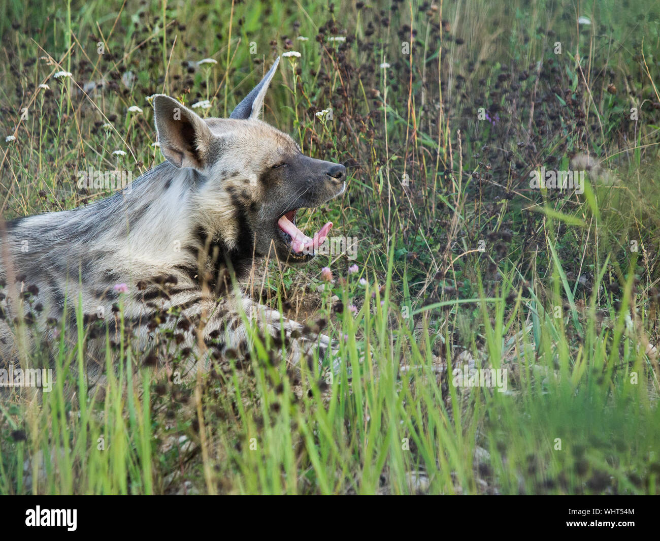 Hyena wildlife yawning hi-res stock photography and images - Alamy