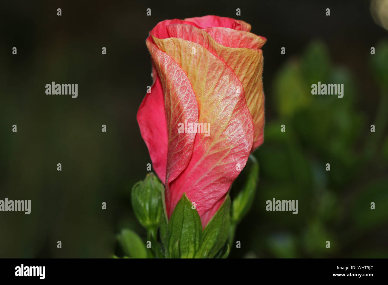 Malva sinensis hi-res stock photography and images - Alamy