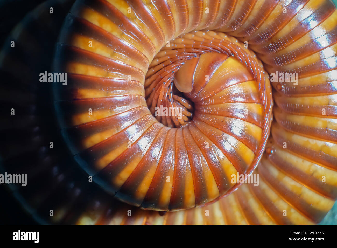 Spiral animals hi-res stock photography and images - Alamy