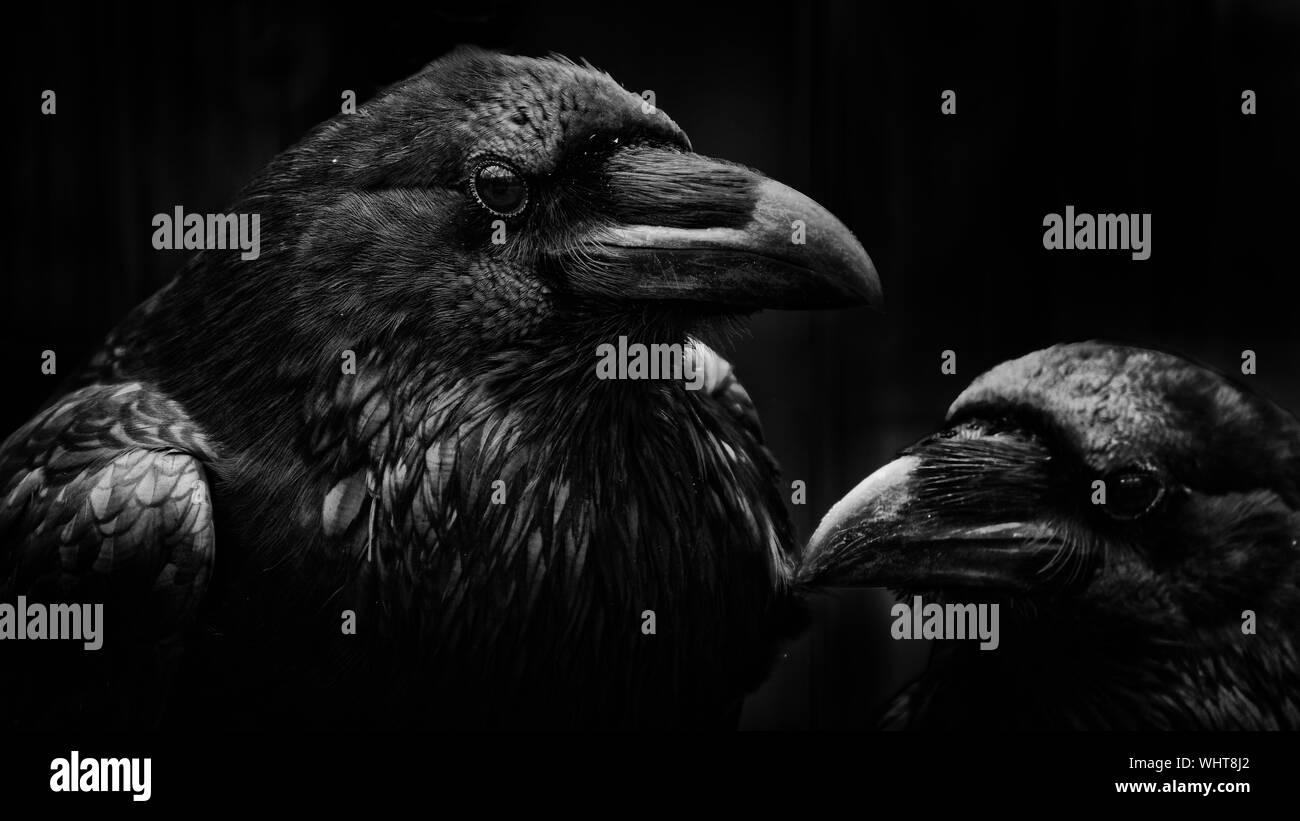 Two ravens hi-res stock photography and images - Alamy