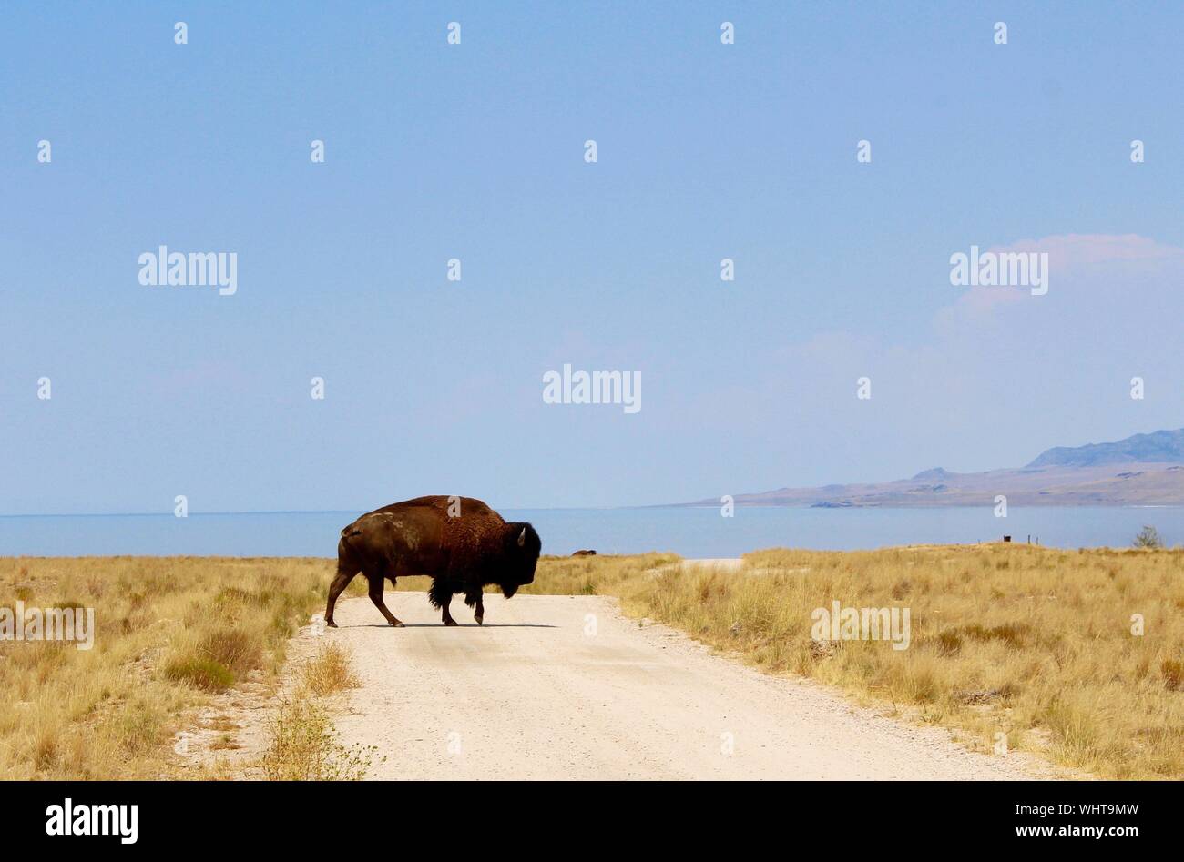 Bison crossing the road hi-res stock photography and images - Alamy