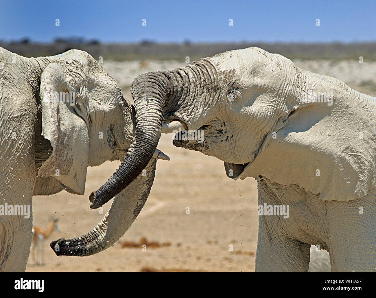 Two african elephants fighting hi-res stock photography and images - Alamy