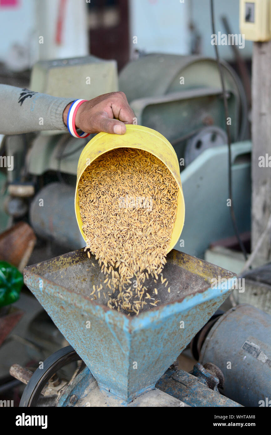 Hand pouring rice hi-res stock photography and images - Alamy