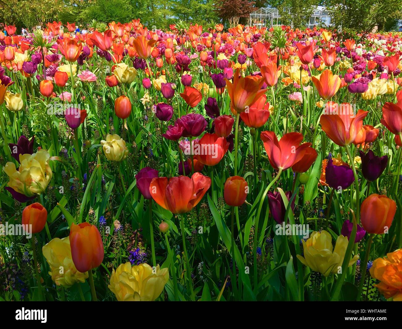 Tulips growing in grass hi-res stock photography and images - Alamy