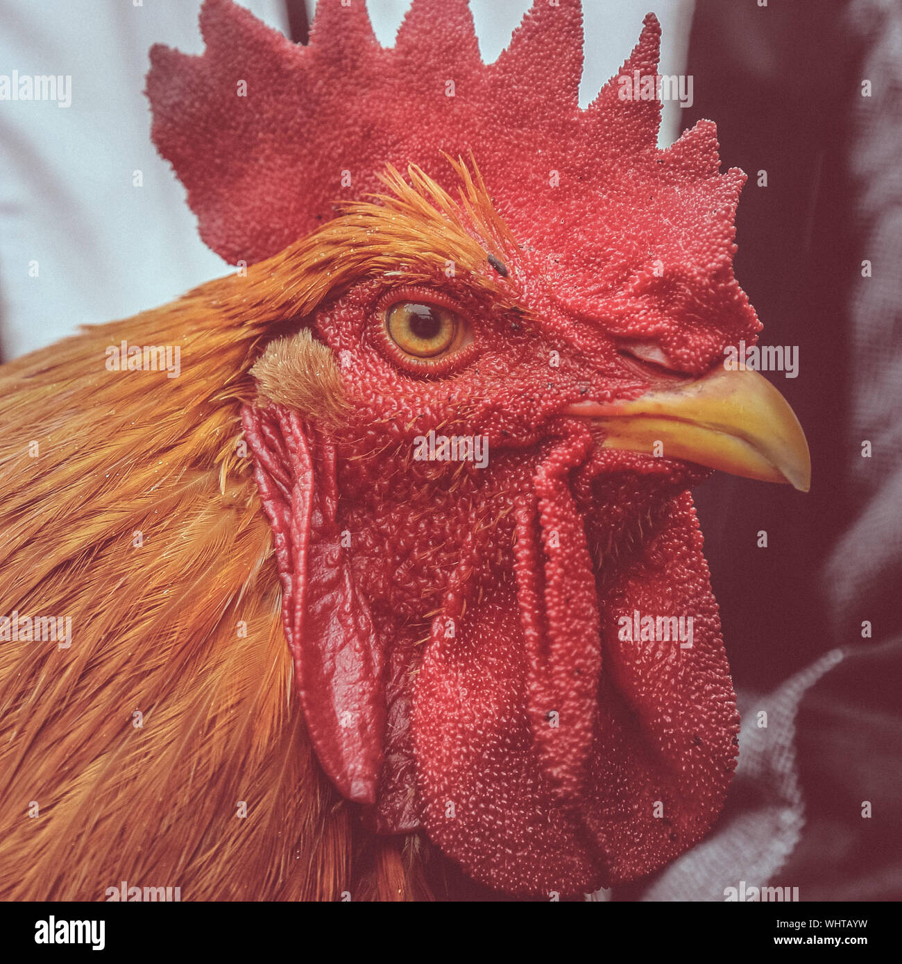 Head of rooster hi-res stock photography and images - Alamy