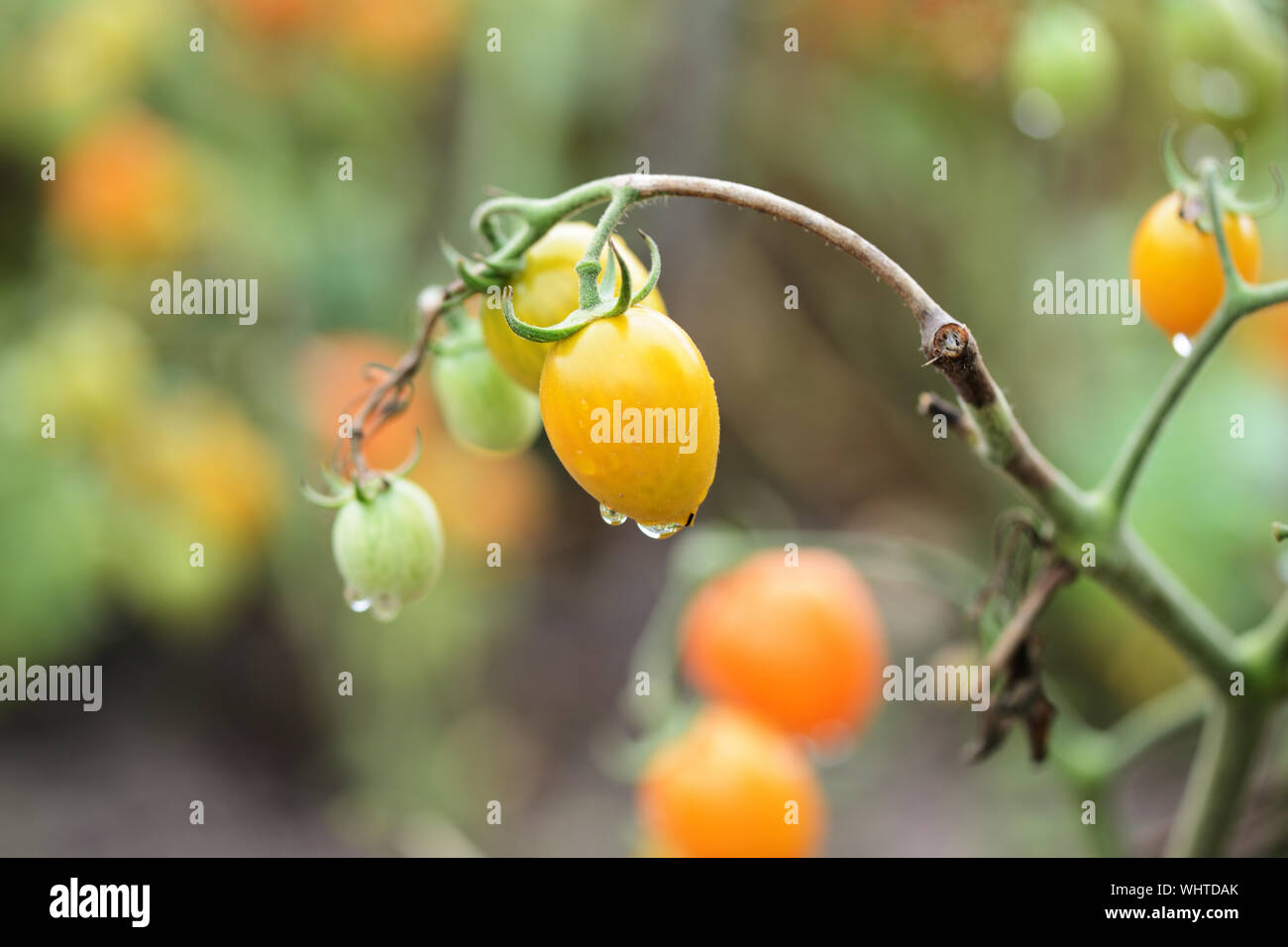 Unripe tomatoes with raindrops on a cloudy day close up Stock Photo - Alamy