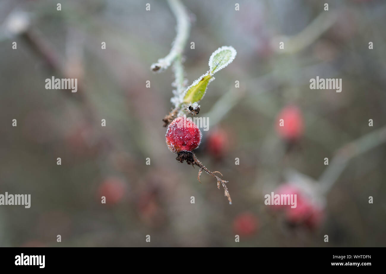 Frosted berries hi-res stock photography and images - Alamy