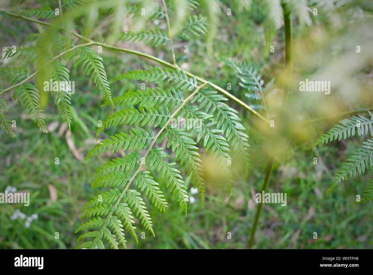 Fern pine hi-res stock photography and images - Alamy