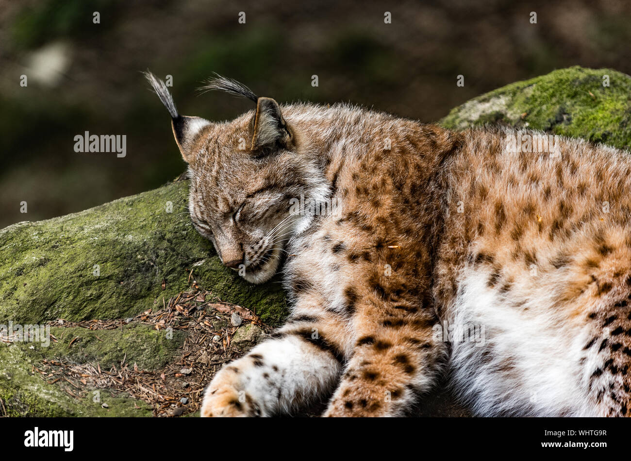 Lynx Lying Down High Resolution Stock Photography and Images - Alamy