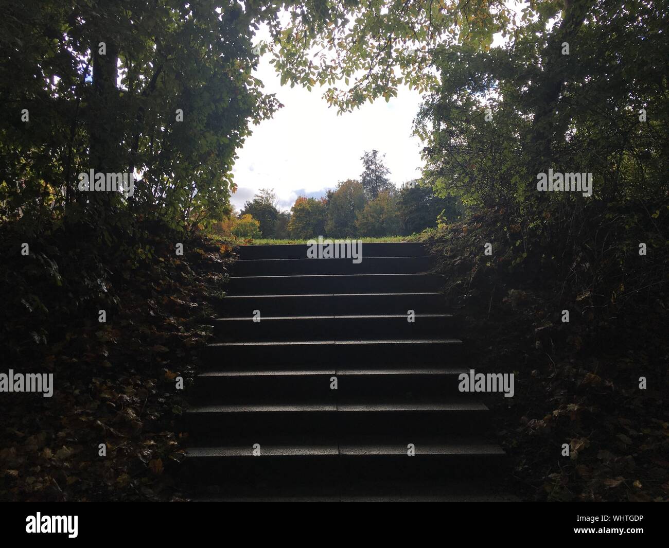 Tree forest nature staircase steps hi-res stock photography and images ...