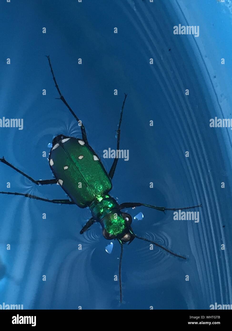 Beetle swimming hi-res stock photography and images - Alamy