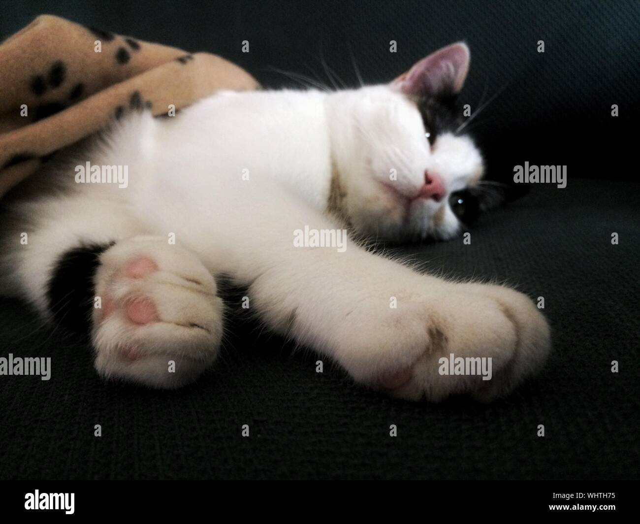 Calico cat paw hi-res stock photography and images - Alamy