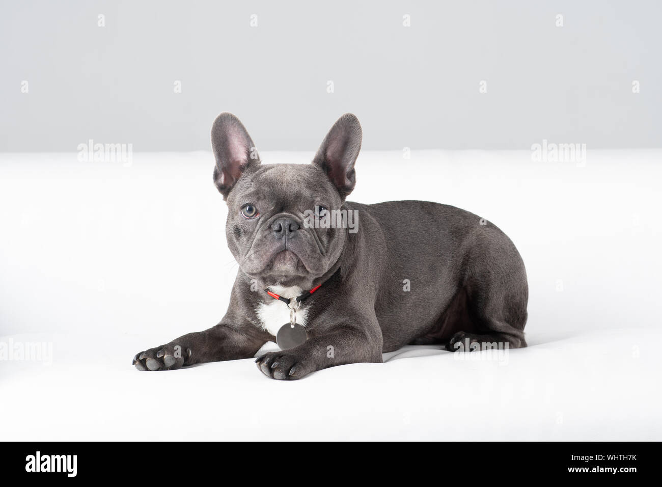 French bulldog gray color portrait in studio on white background lying ...
