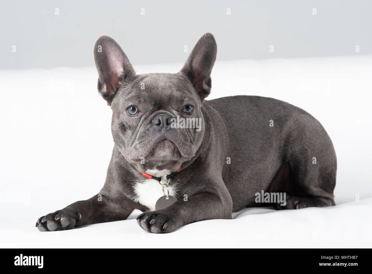 French bulldog gray color portrait in studio on white background lying ...