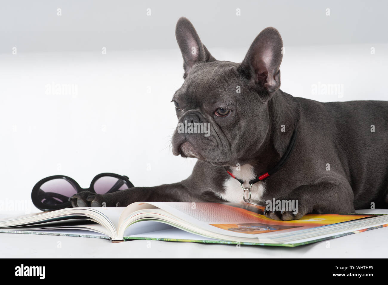 Bulldog Reading Book