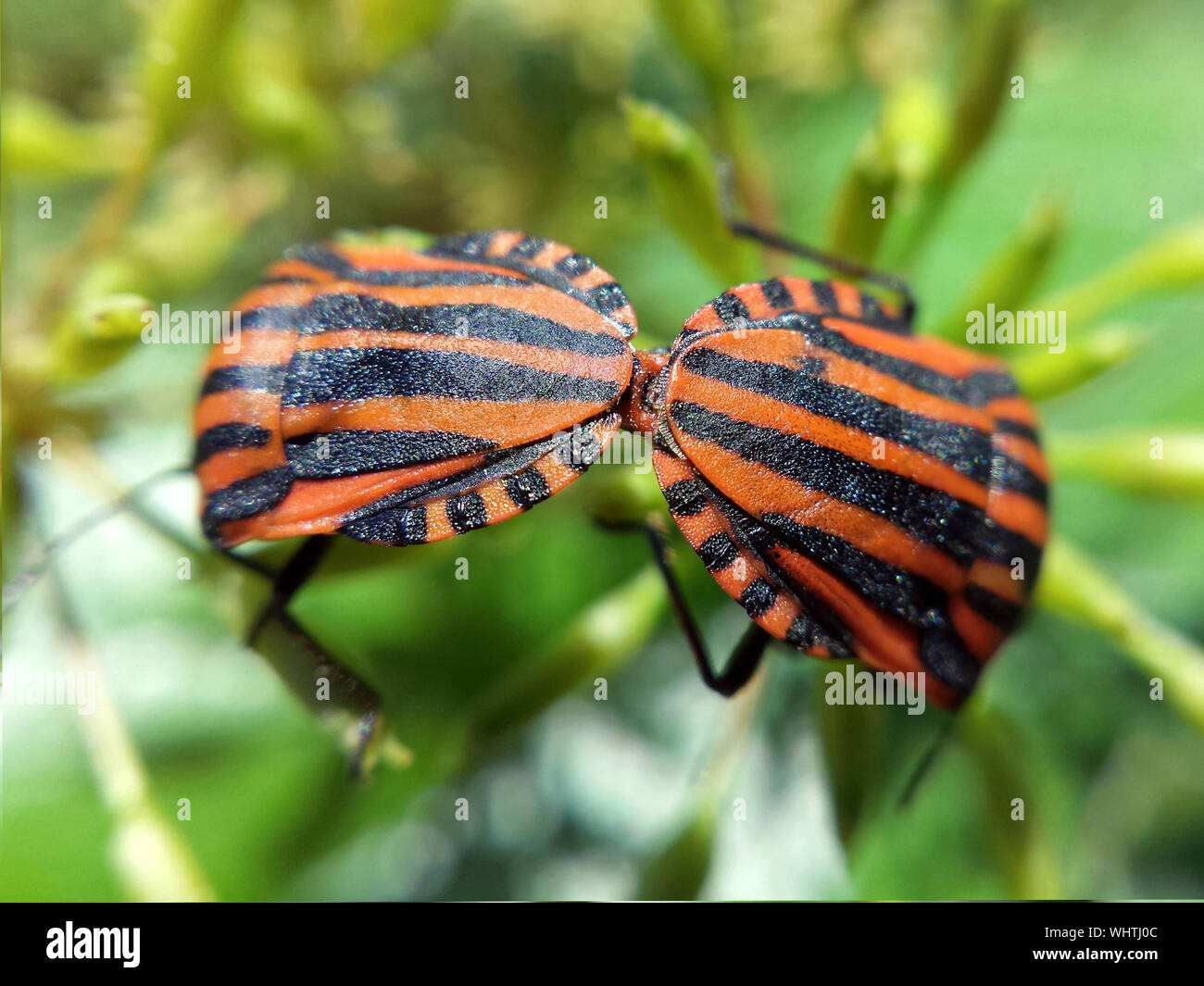 Two shield bugs hi-res stock photography and images - Alamy