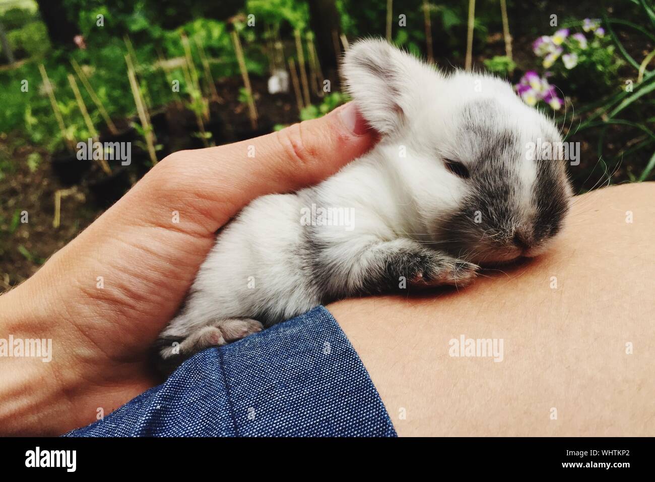 Baby rabbit on human hand hi-res stock photography and images - Alamy