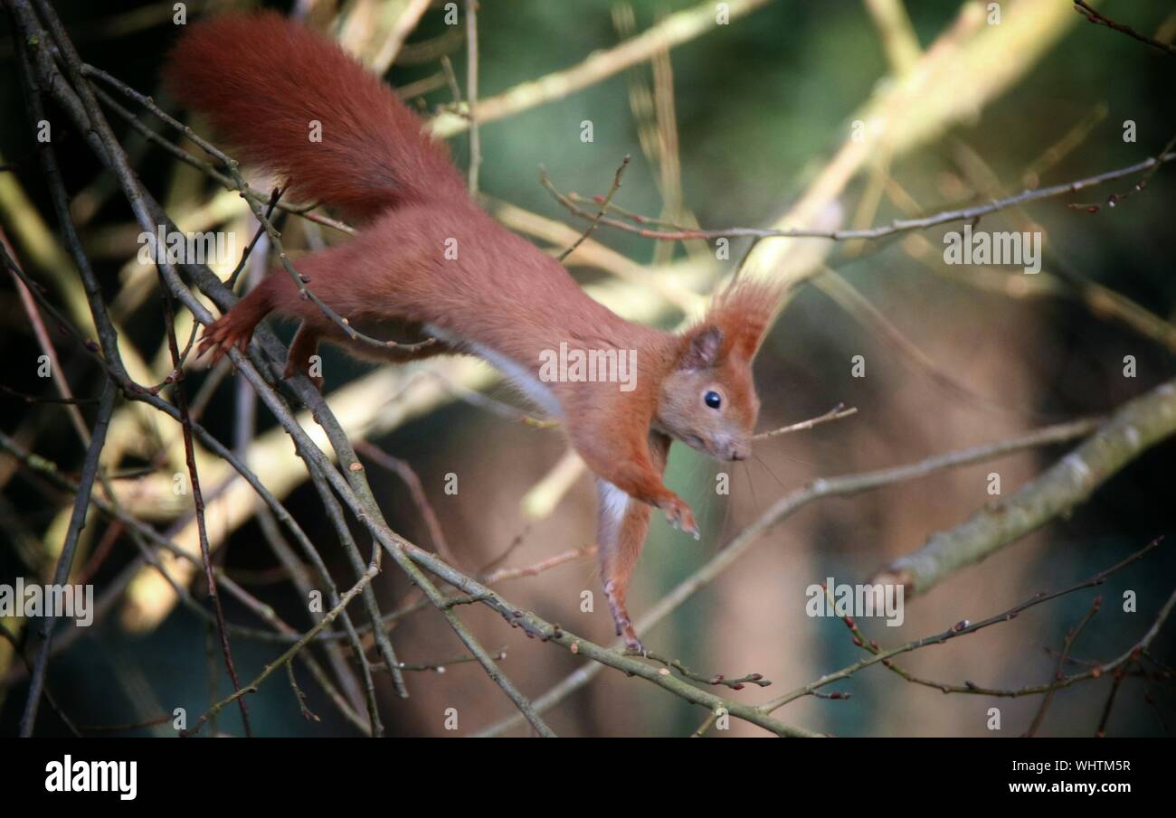 One squirrel squirrel jumping hi-res stock photography and images - Alamy
