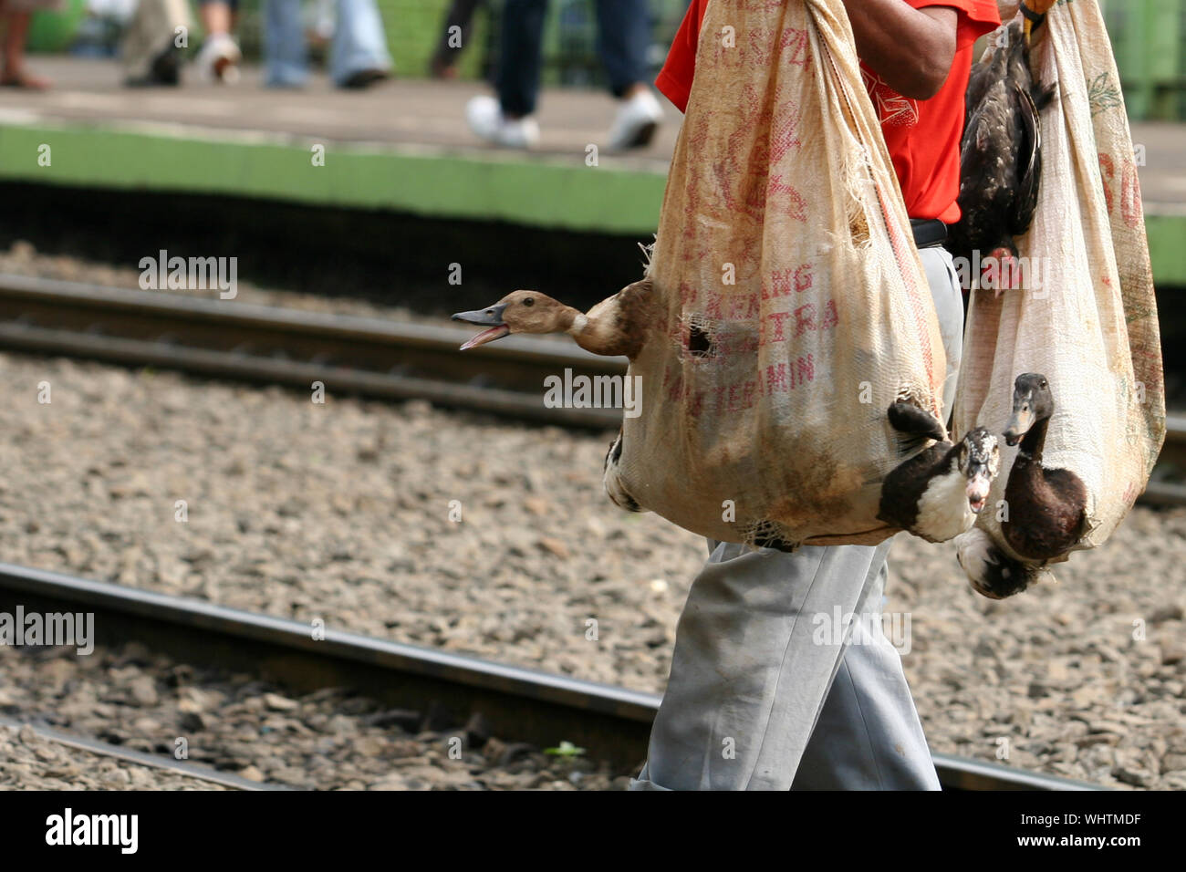 Man with ducks hi-res stock photography and images - Alamy