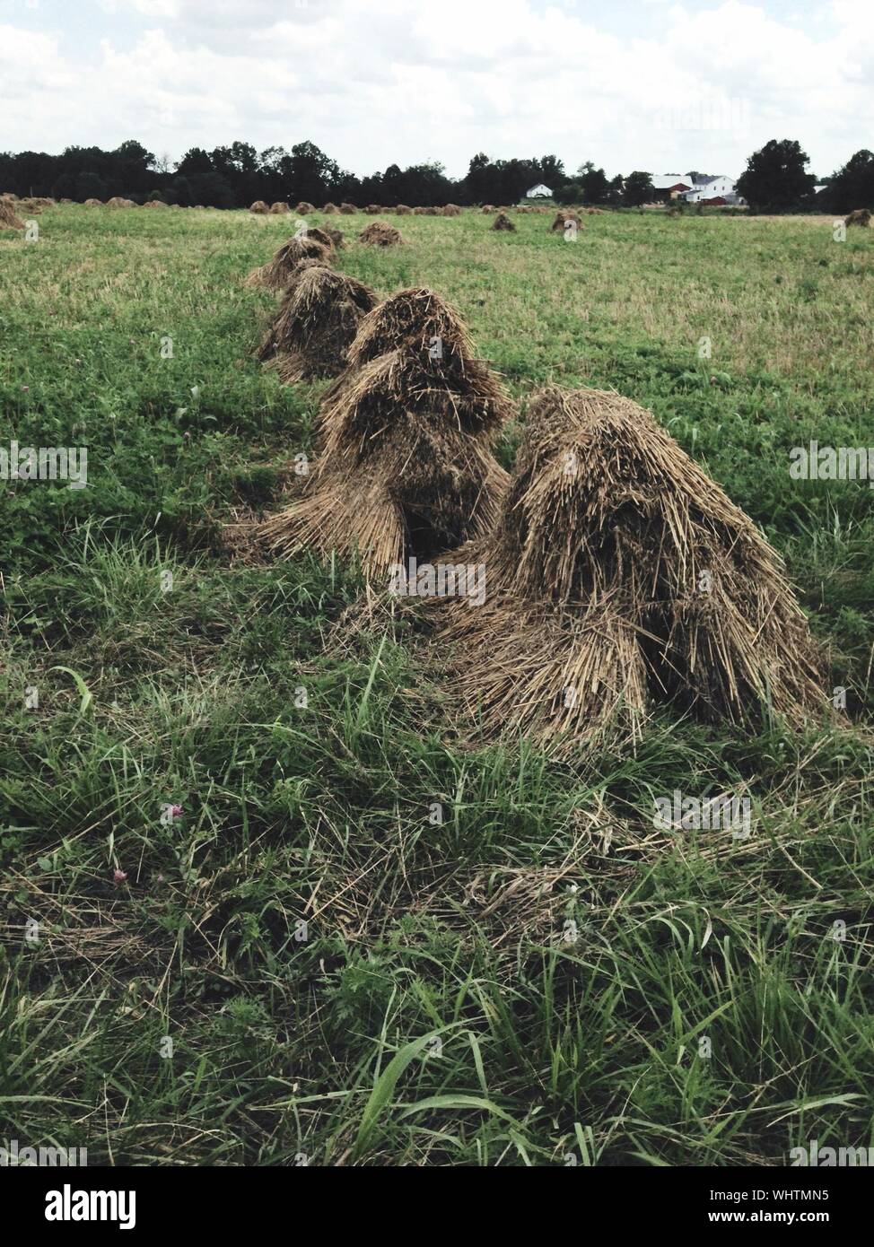 Row of hay hi-res stock photography and images - Alamy