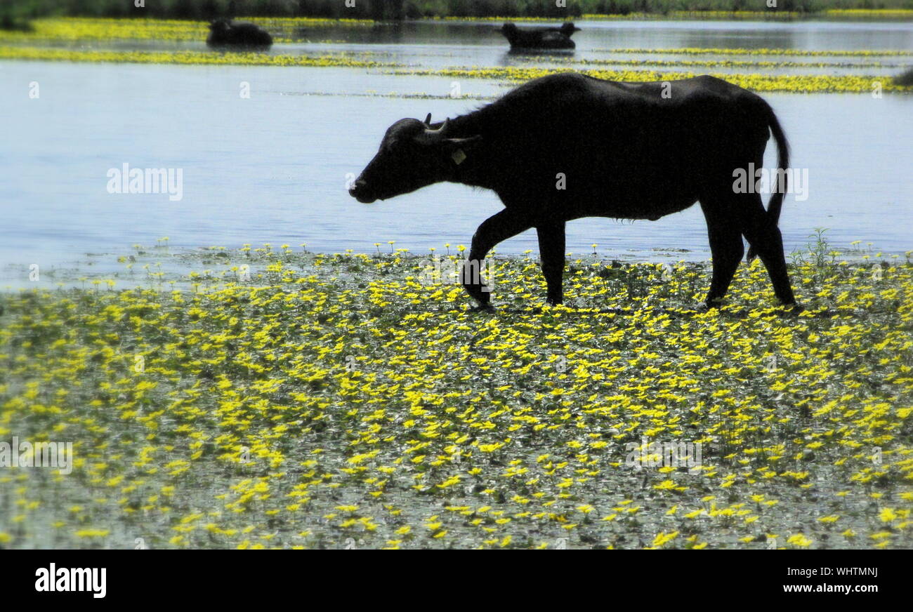 Buffalo walking hi-res stock photography and images - Alamy
