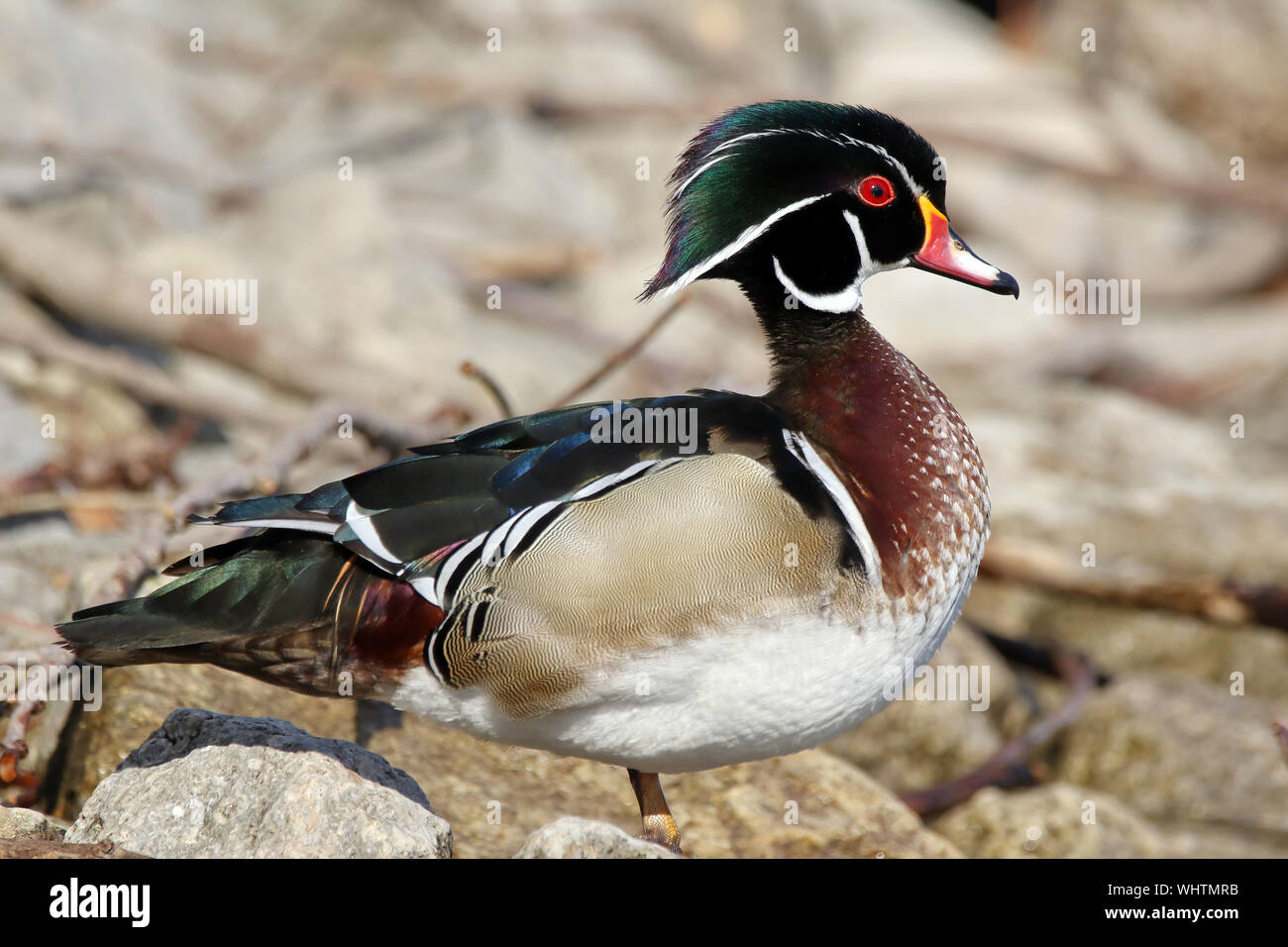 Side profile duck hi-res stock photography and images - Alamy