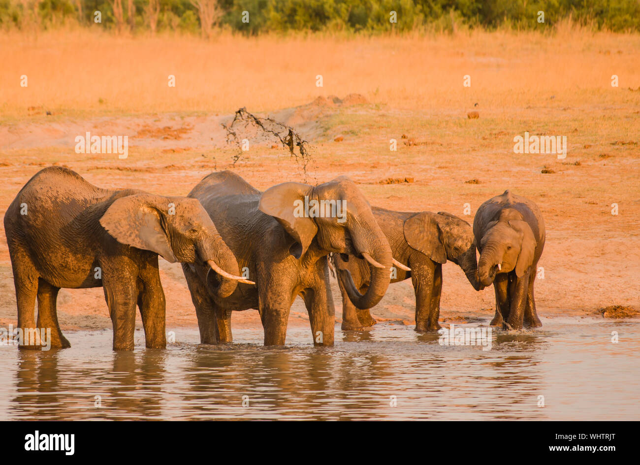Elephants sunset water hi-res stock photography and images - Alamy