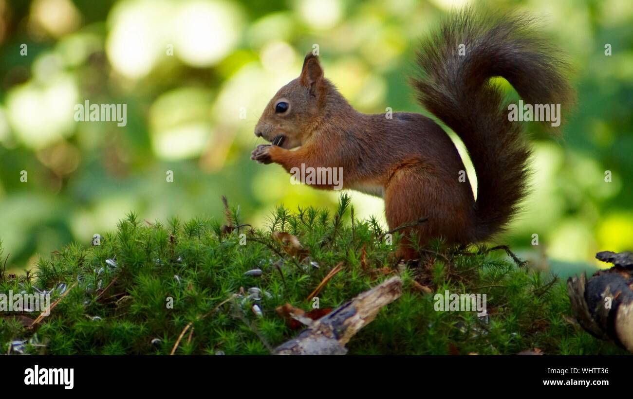 Squirrel norway hi-res stock photography and images - Alamy