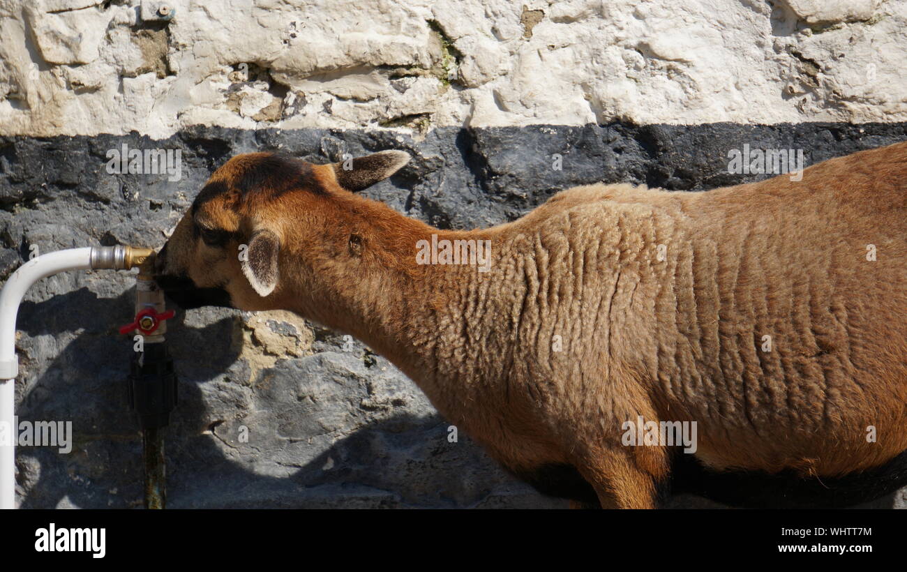 Goat drinking hi-res stock photography and images - Alamy