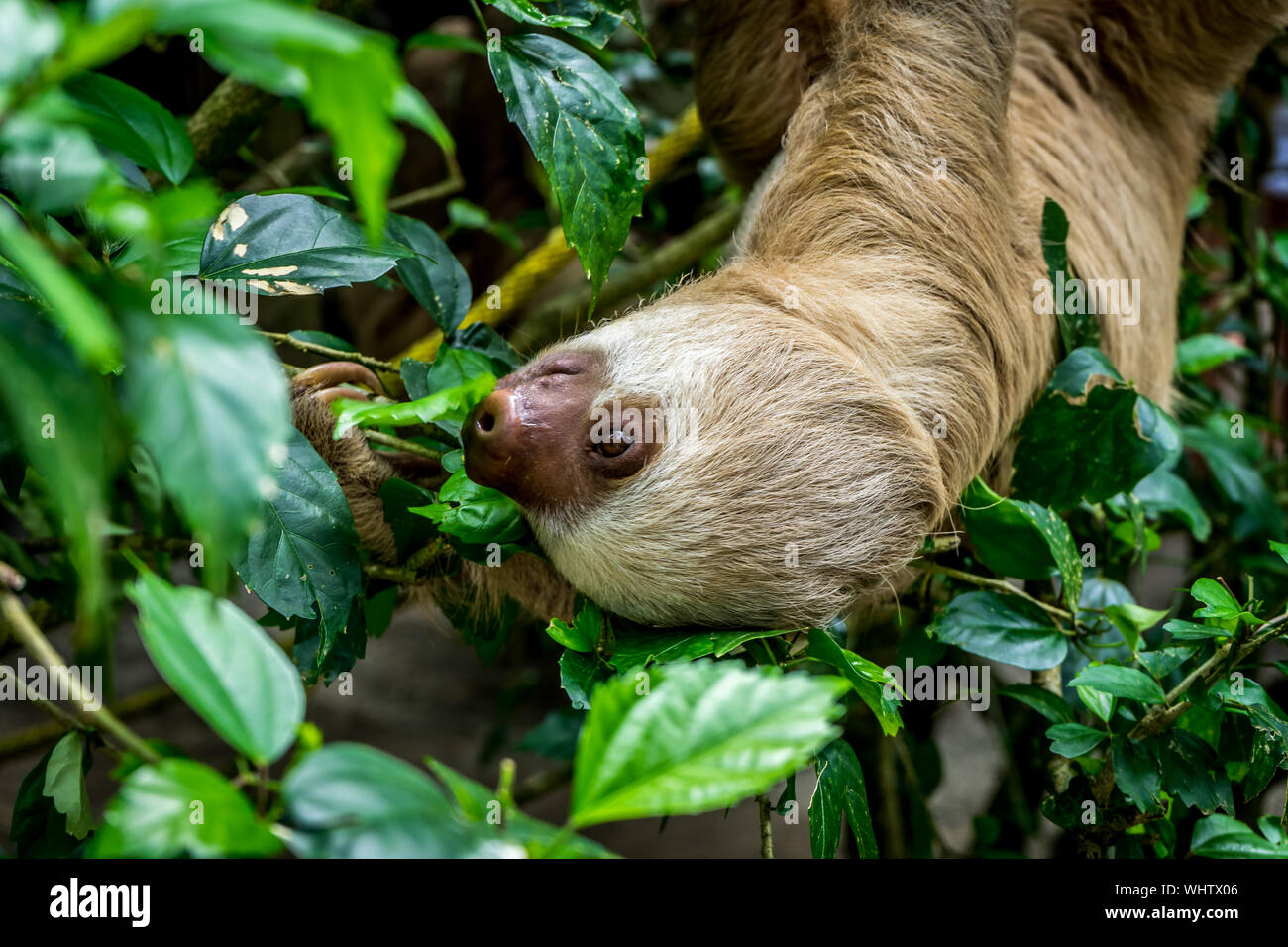 Sloth hanging on tree hi-res stock photography and images - Alamy