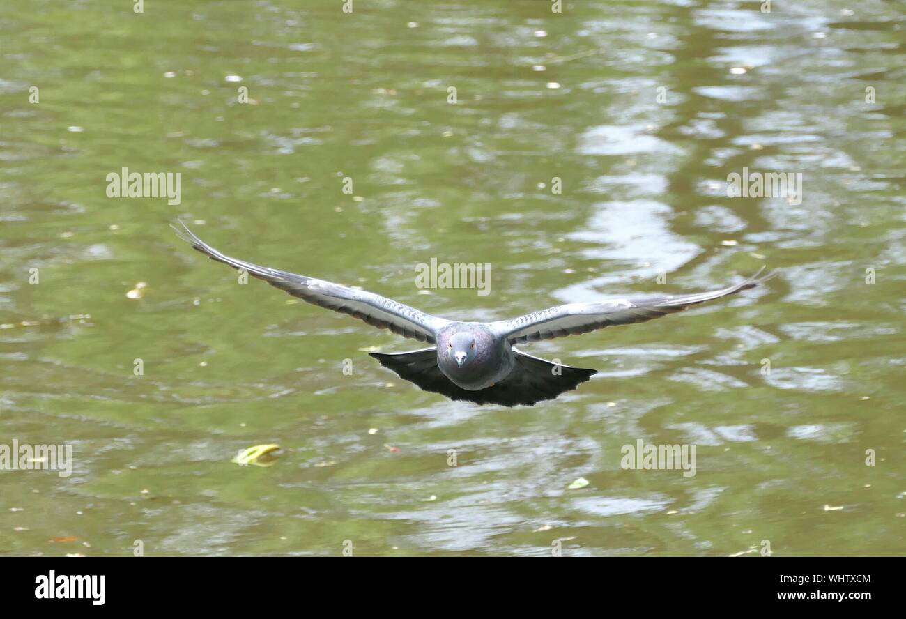 Waterfront pigeon hi-res stock photography and images - Alamy