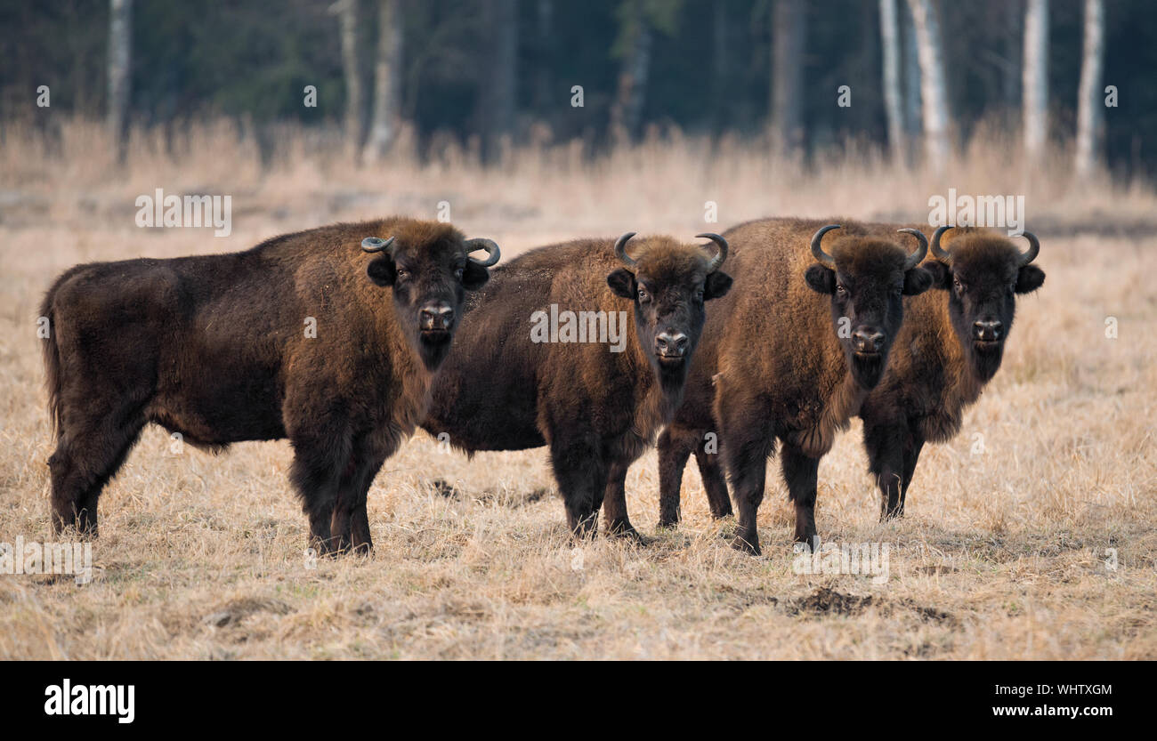 American bison looking at camera hi-res stock photography and images ...