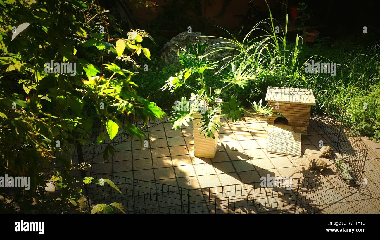 Back of tortoise hi-res stock photography and images - Alamy