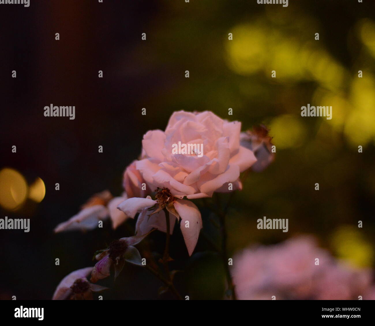 Night rose hi-res stock photography and images - Alamy