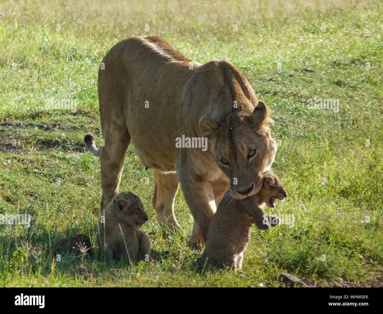 Lioness carrying cub hi-res stock photography and images - Alamy