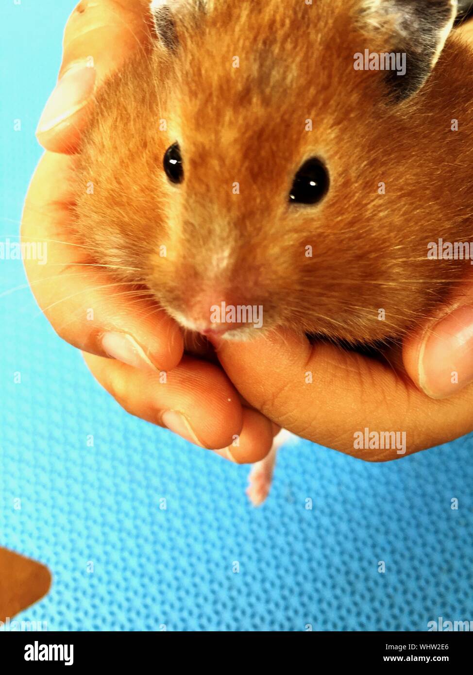 Hand holding hamster hi-res stock photography and images - Alamy