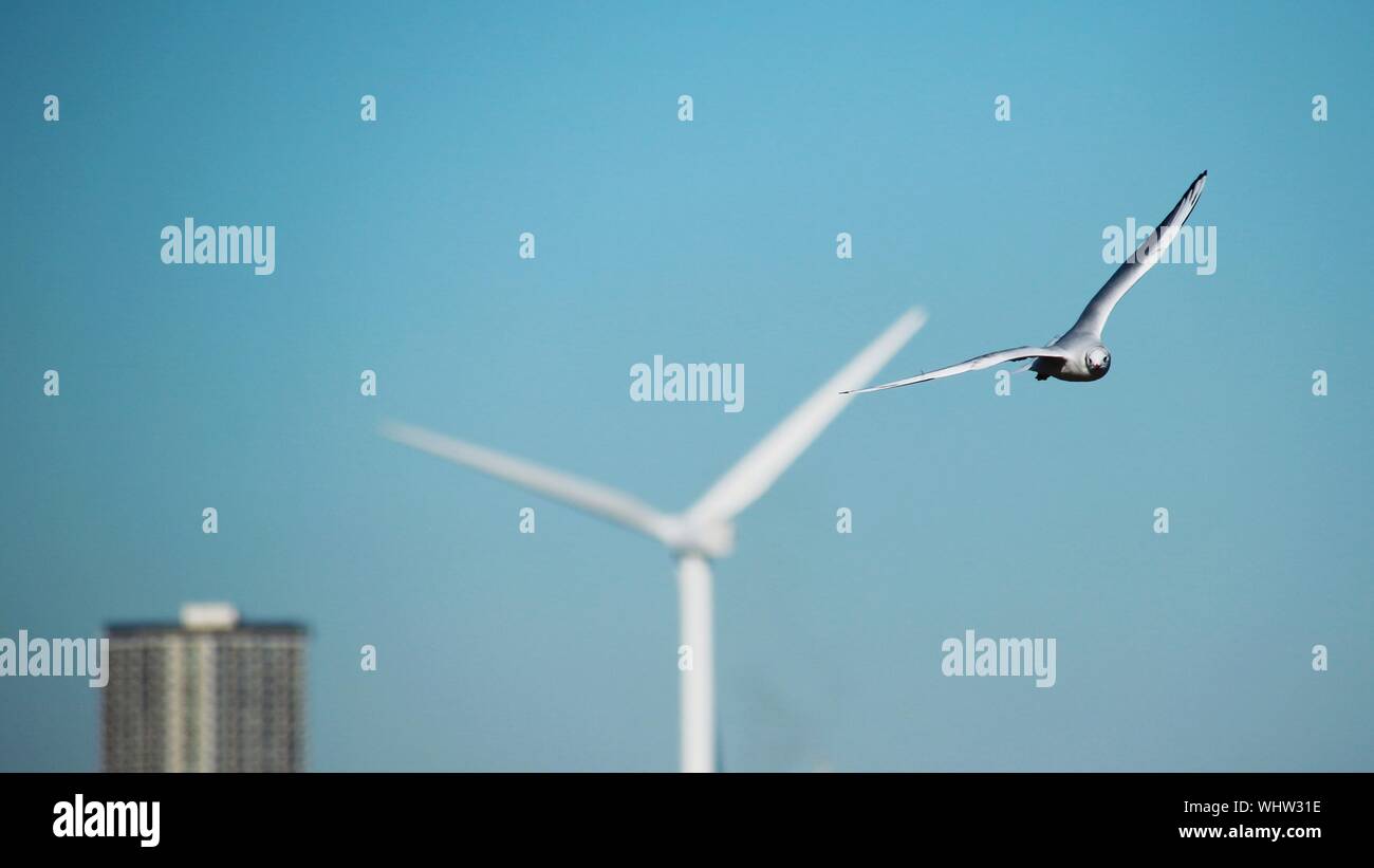 Wind turbine bird hi-res stock photography and images - Alamy