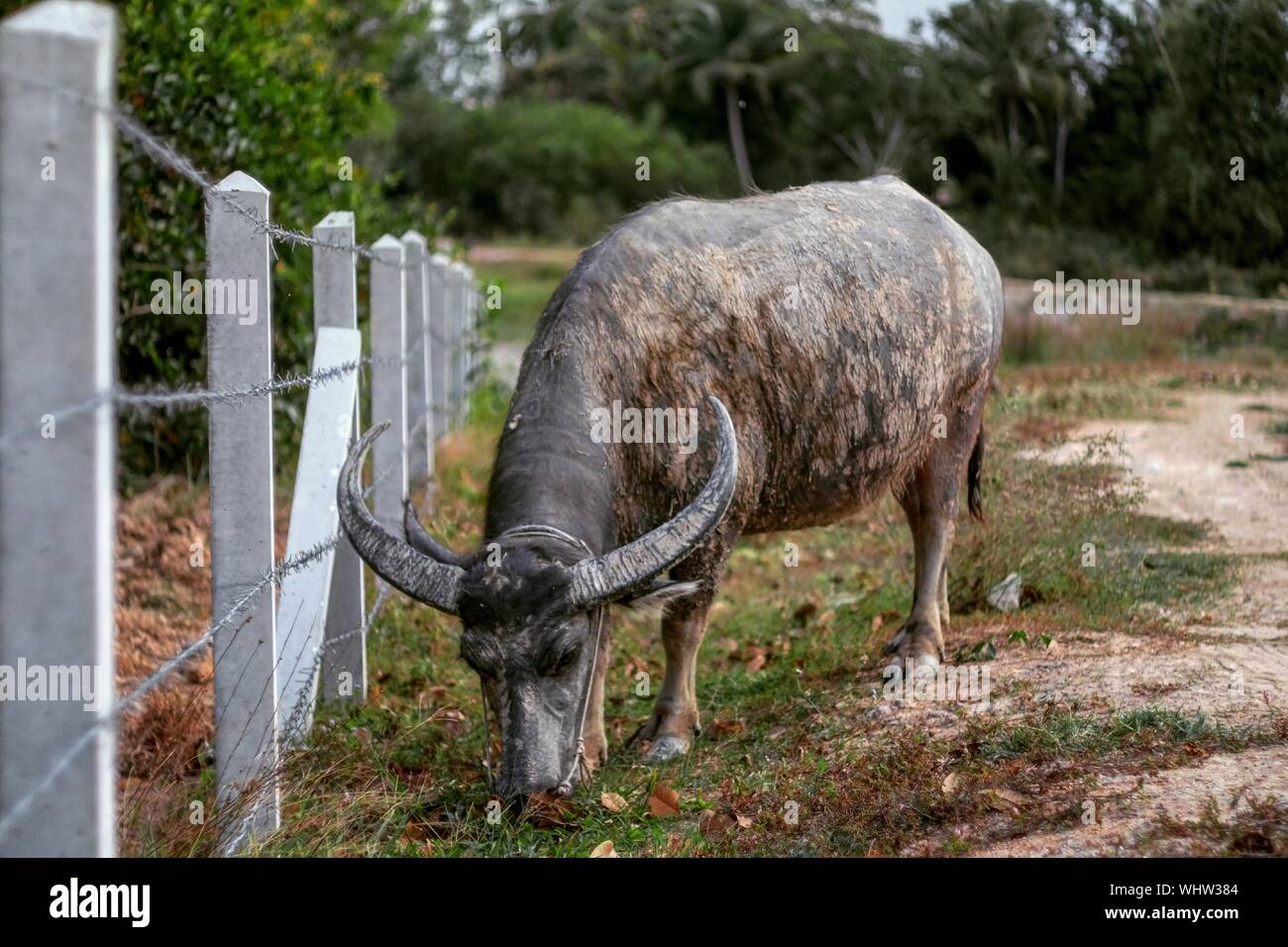 Buffalo Fence High Resolution Stock Photography and Images - Alamy