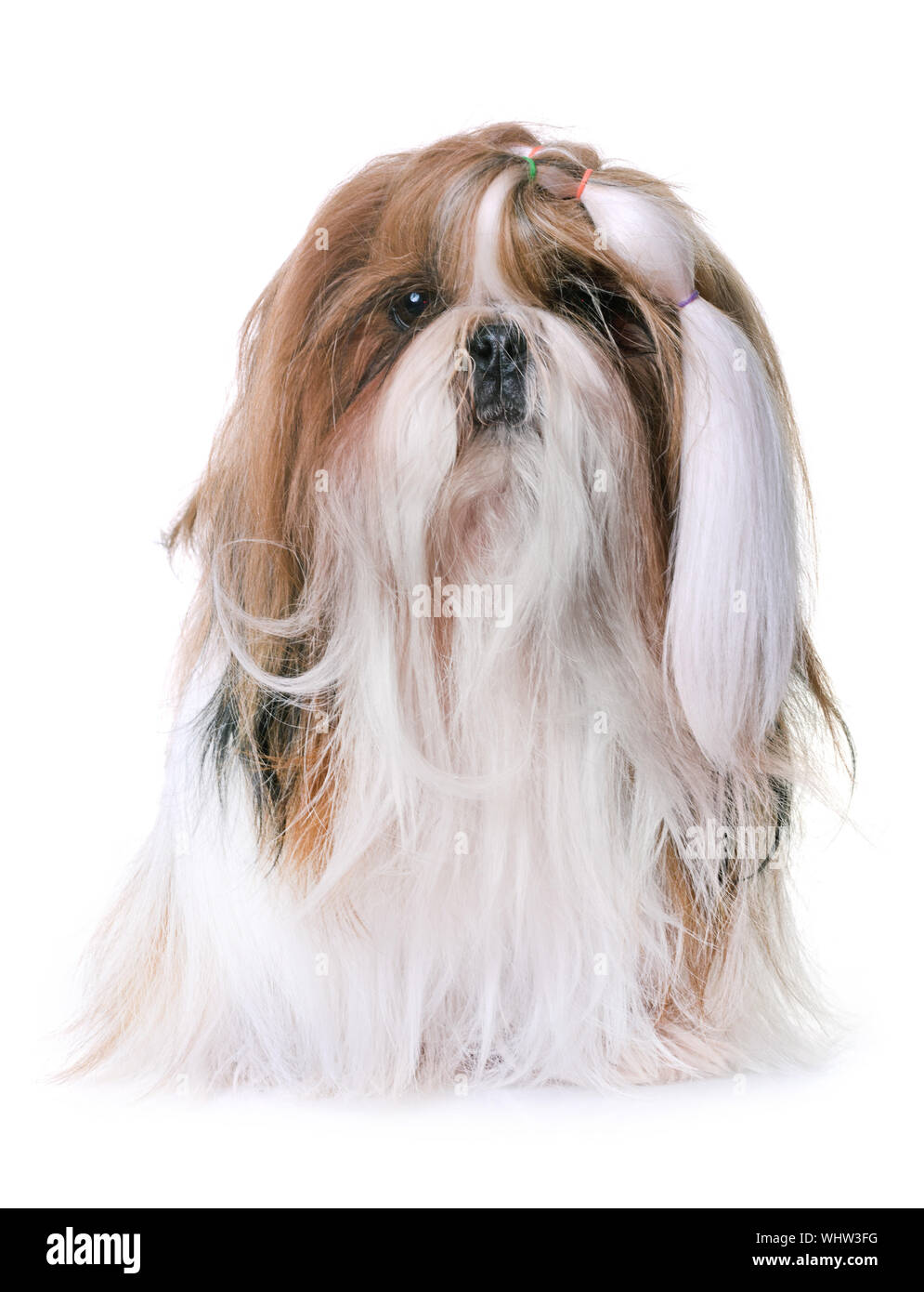 Lhasa apso Cut Out Stock Images & Pictures - Alamy