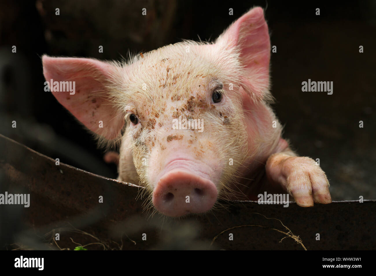 Piglet farm hi-res stock photography and images - Alamy