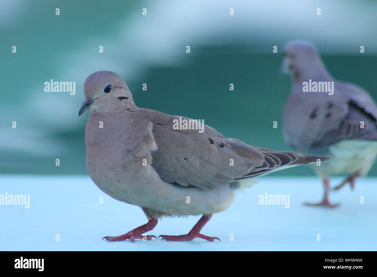 Two mourning doves hi-res stock photography and images - Alamy Two mourning doves hi-res stock photography and images - Alamy