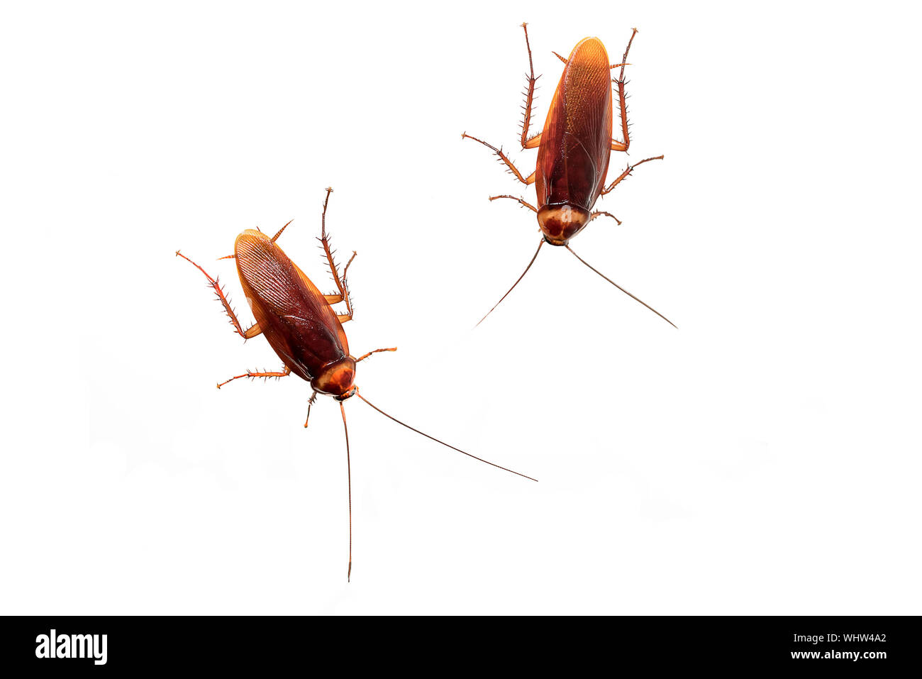 Two Cockroaches High Resolution Stock Photography and Images - Alamy
