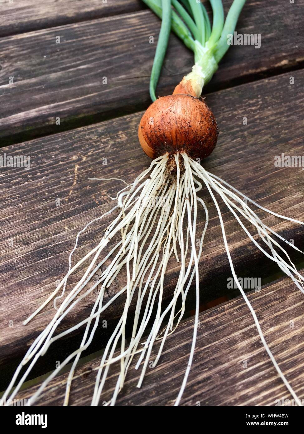 Harvesting roots hi-res stock photography and images - Alamy
