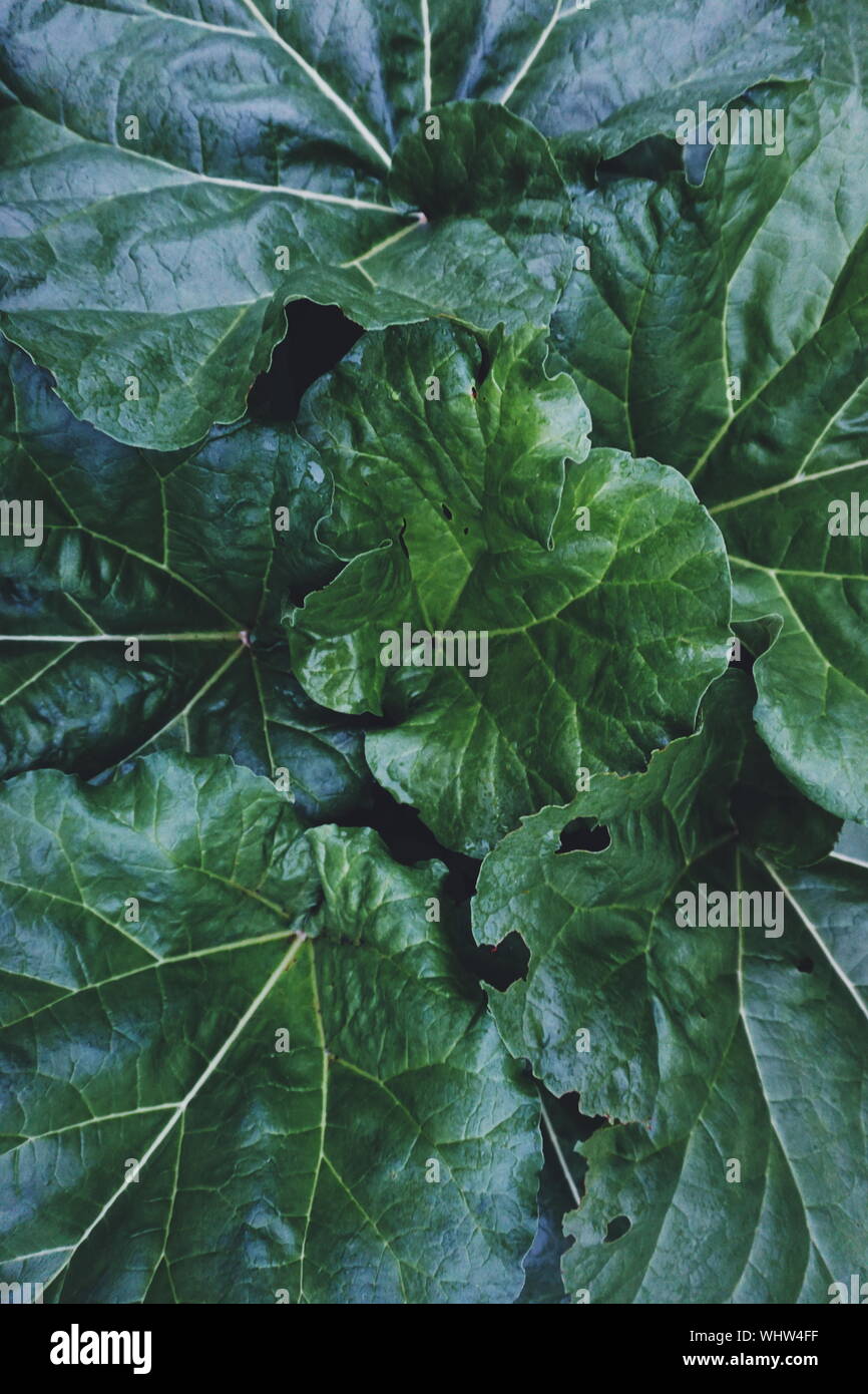 Rhubarb field hi-res stock photography and images - Alamy