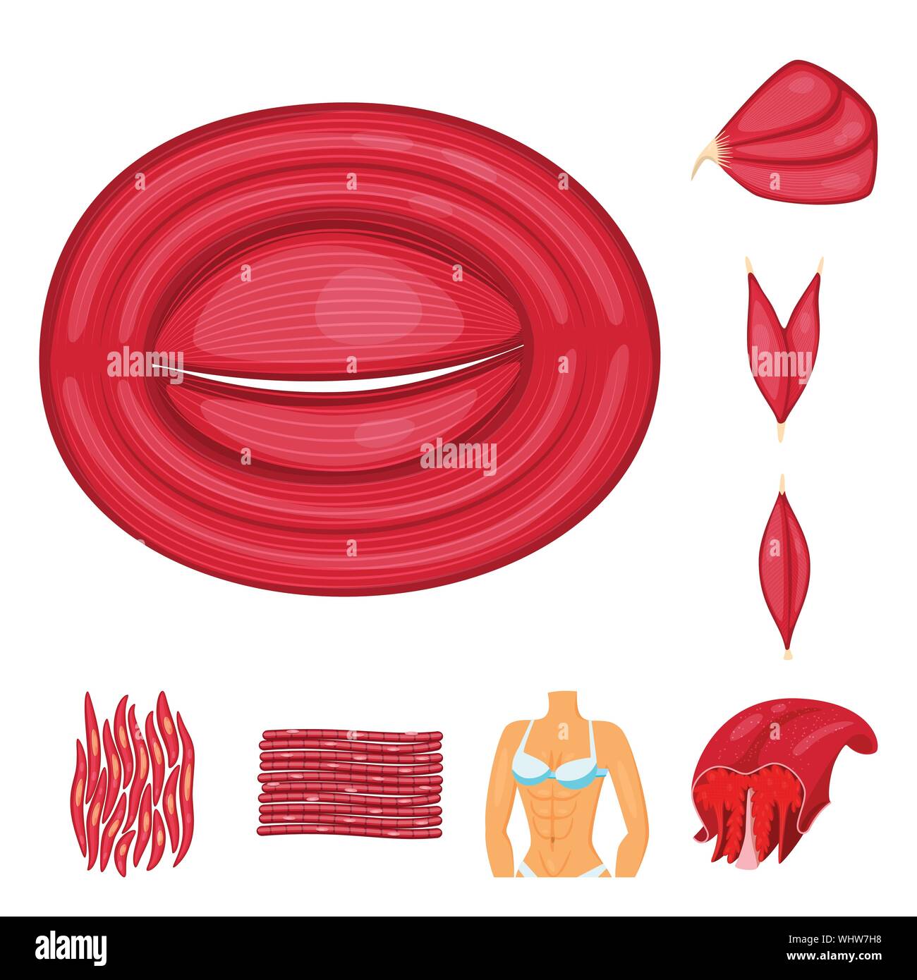 Isolated object of muscle and cells icon. Collection of muscle and ...