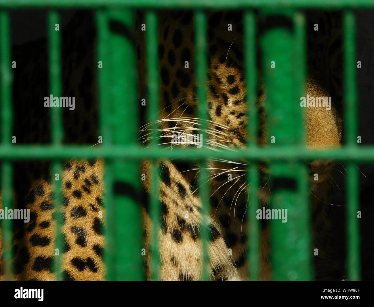 Leopard In Cage High Resolution Stock Photography and Images - Alamy