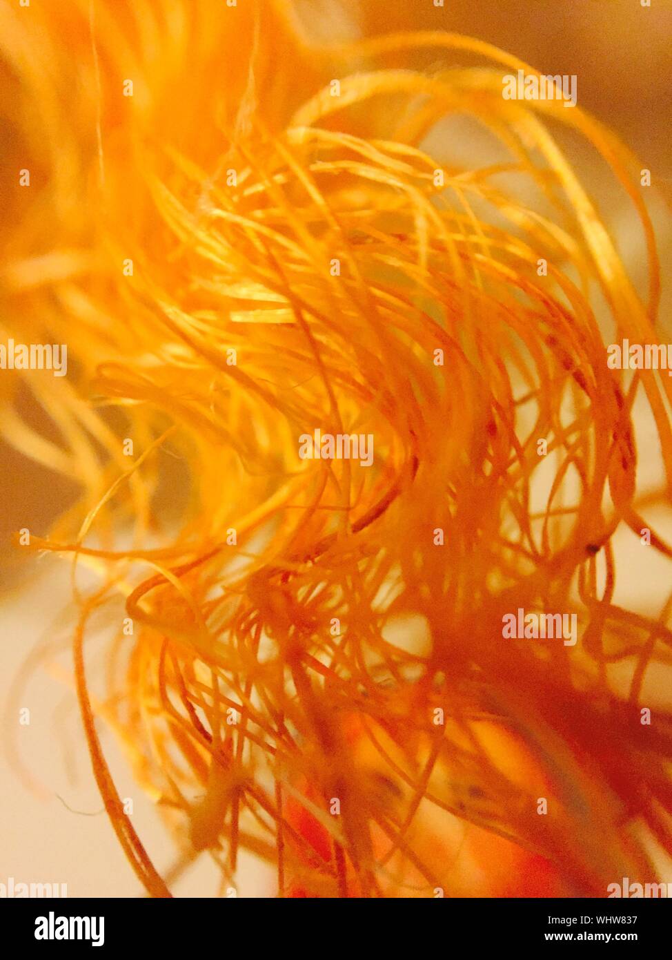 Zest hi-res stock photography and images - Alamy